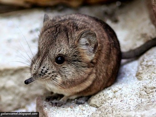 Hidung Tikus Seperti Belalai Gajah - Gaban Comel