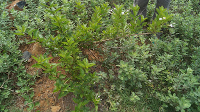 Clerodendrum inerme ~ Plants for Life