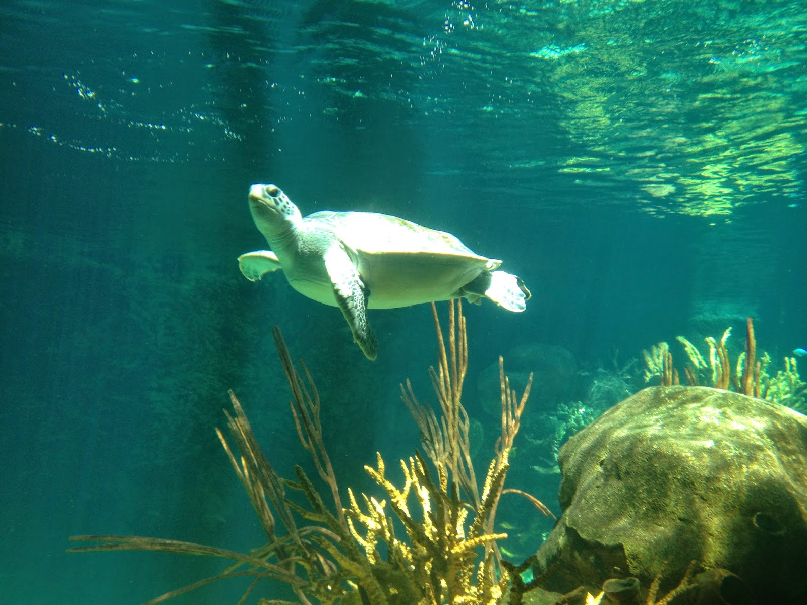 Samantha Angell: Travel & Lifestyle Blog: Trip to the Minnesota Zoo