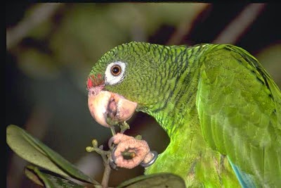 Pericos ~ ENTENDIENDO A MI MASCOTA