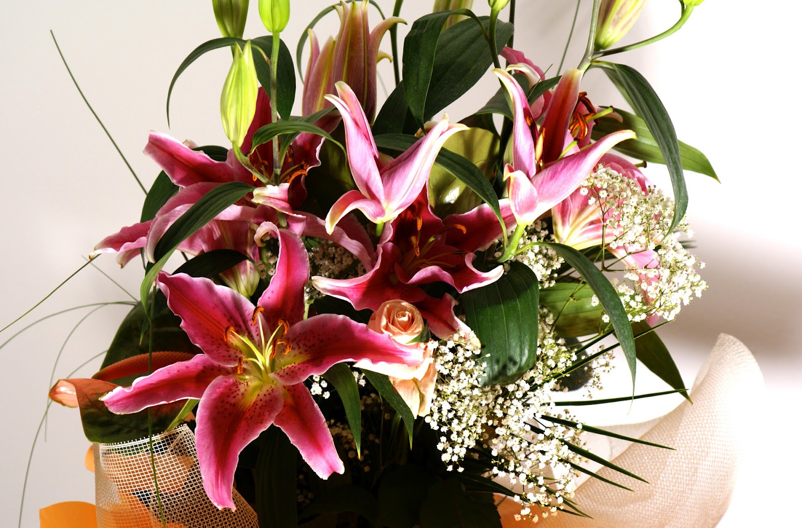 Lilium Flowers: Lilium Fflower Gallery 3