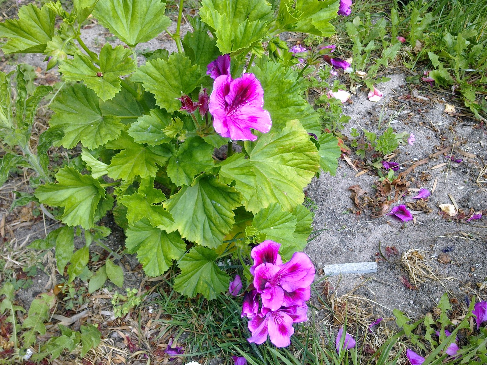 BirantaFotos: Fotos de Malvas e Suas Flores