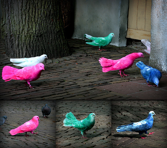 Mis amigas las palomas: Fotos palomas pintadas para carreras/competiciones