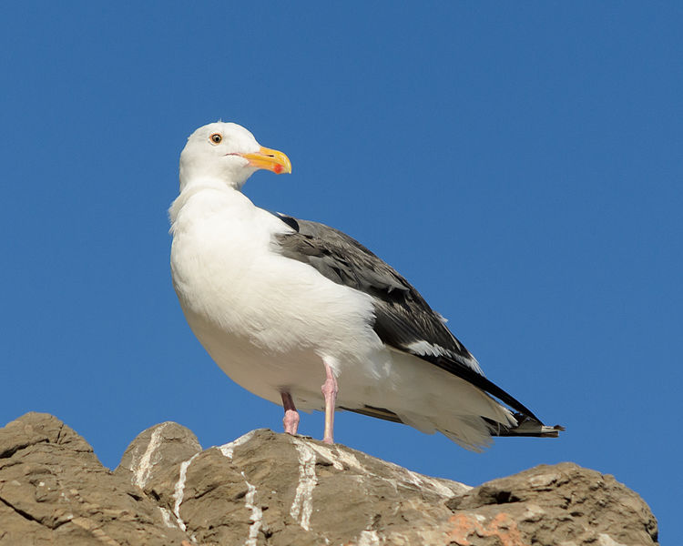 Birds: California Gull
