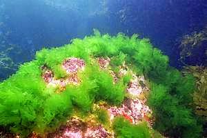 Protista Yang Menyerupai Tumbuhan | Pustaka Pandani