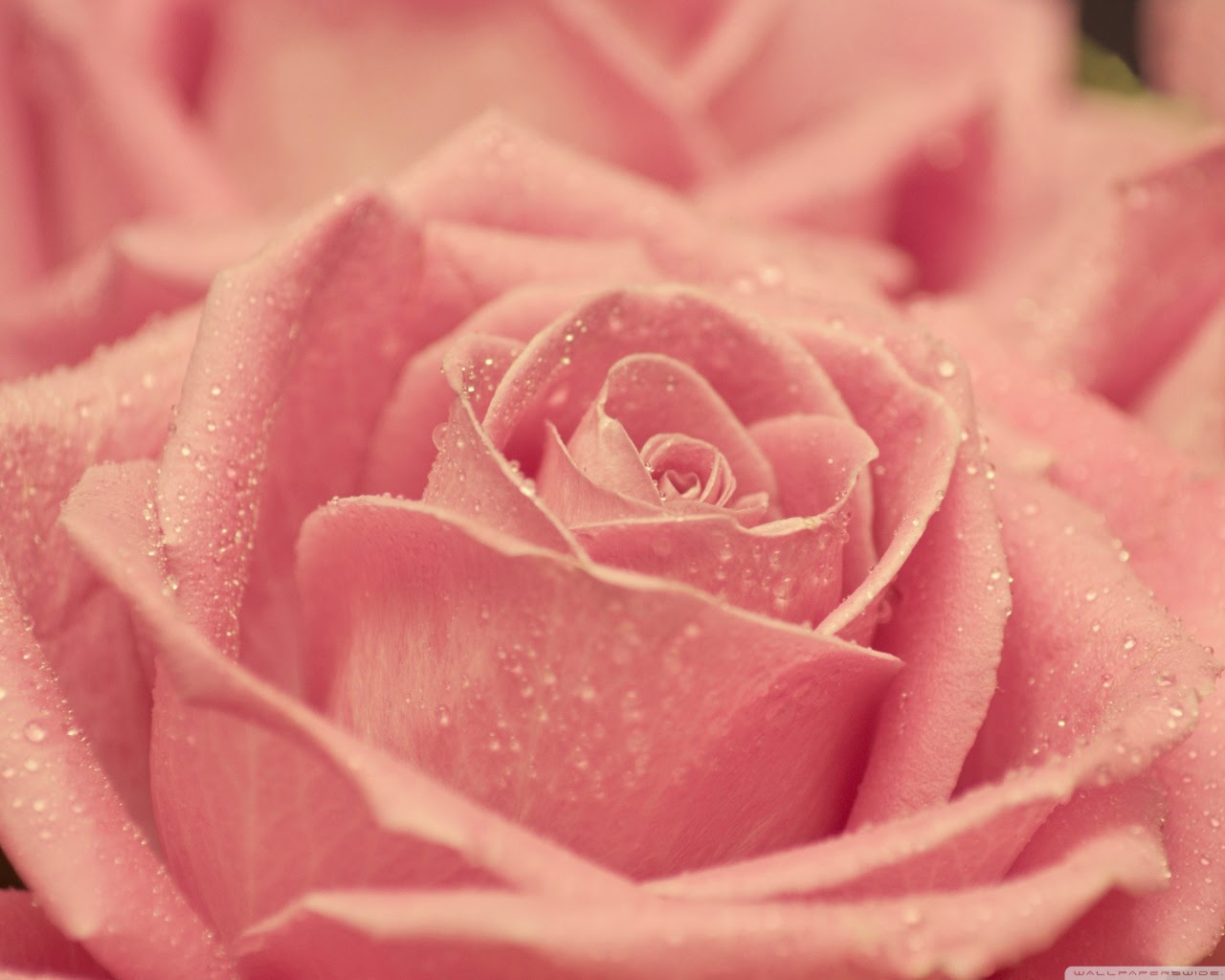 Ruža okupana vodom ~ 1280x1024 Pozadine za desktop