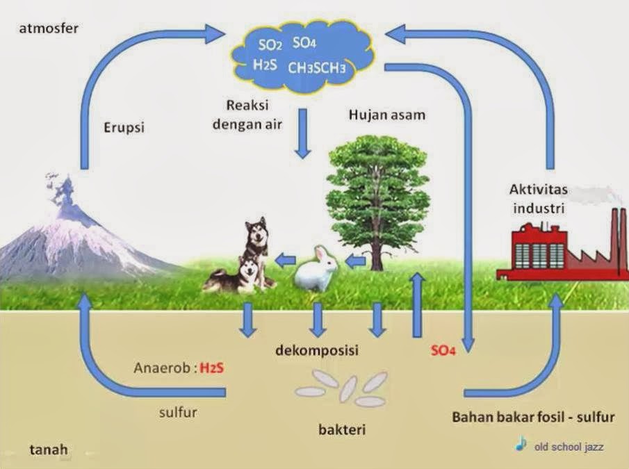 Daur Biogeokimia dan Suksesi EKologi - MAHKOTA SAINS