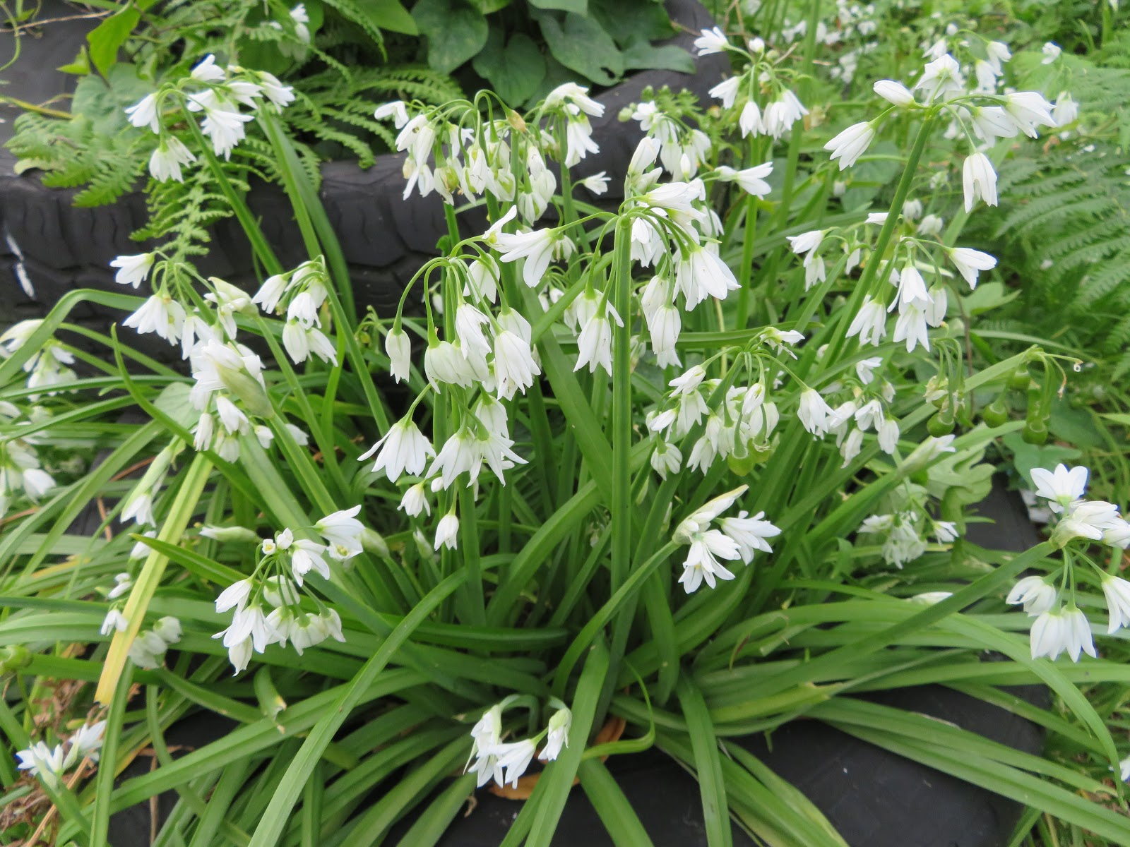Em Defesa das Plantas dos Açores: Allium triquetrum L.