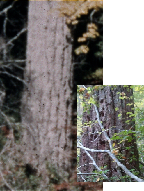 BIGFOOT'S bLOG: PATTERSON-GIMLIN FILM SITE REDISCOVERED... and ...