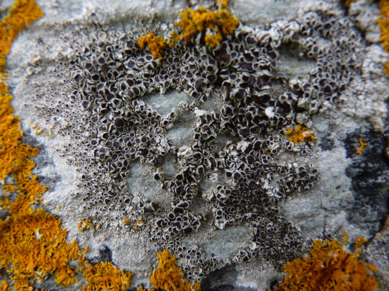 Islay Natural History Trust: Crustose Lichens