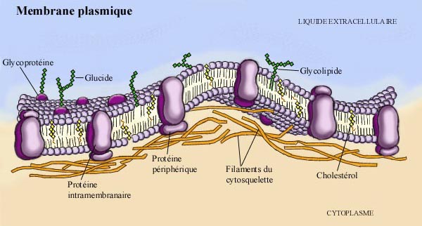 Membrane plasmique - Biologie M'sila