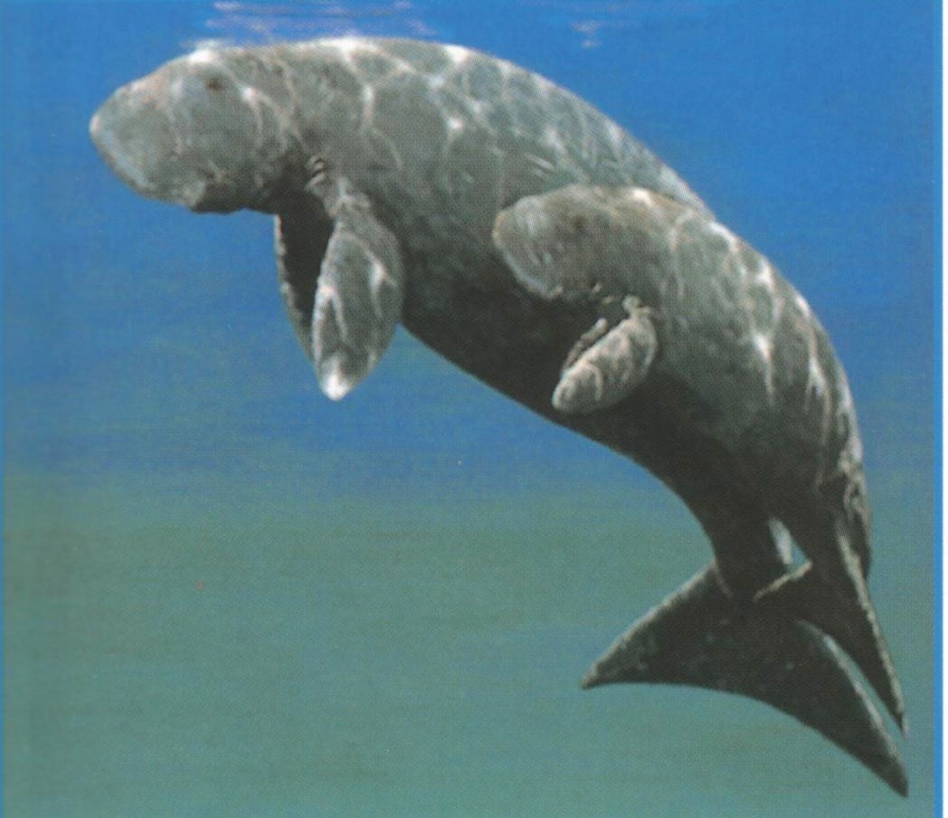 Dugongo (Dugong dugon)