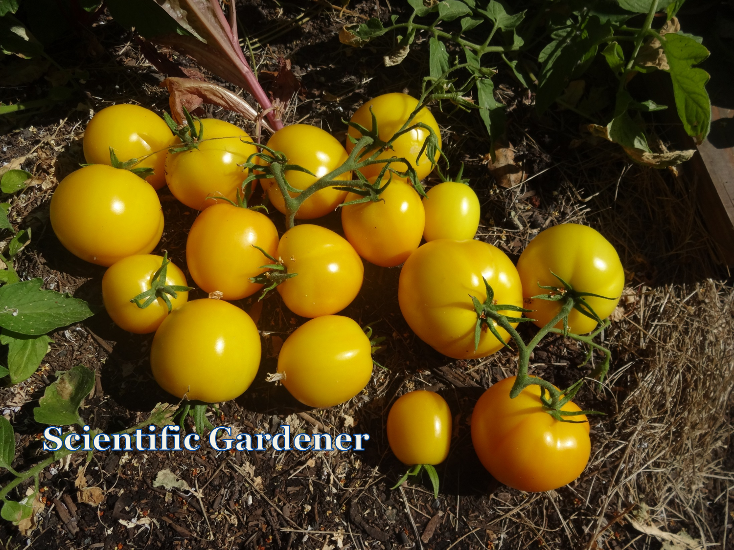 The Scientific Gardener: The Taxi Tomato