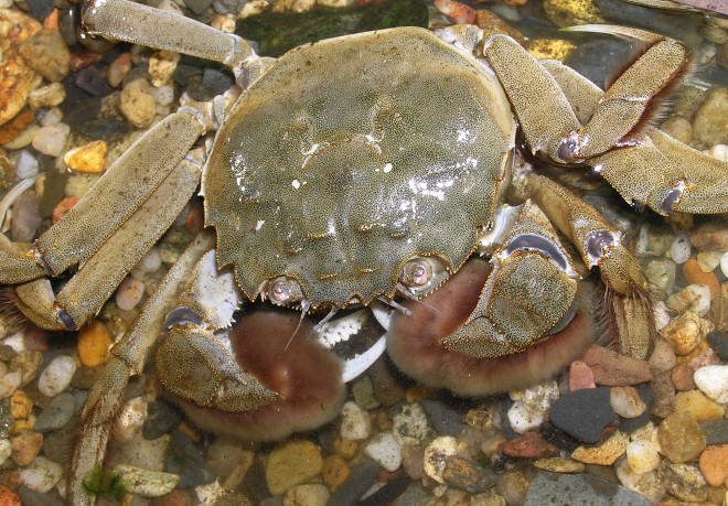 Poznávačka: Členovci - korýši, klepítkatci (pavouci, sekáči, roztoči ...