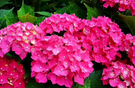 Hortensia( Hydrangea hortensis) | Toate Florile