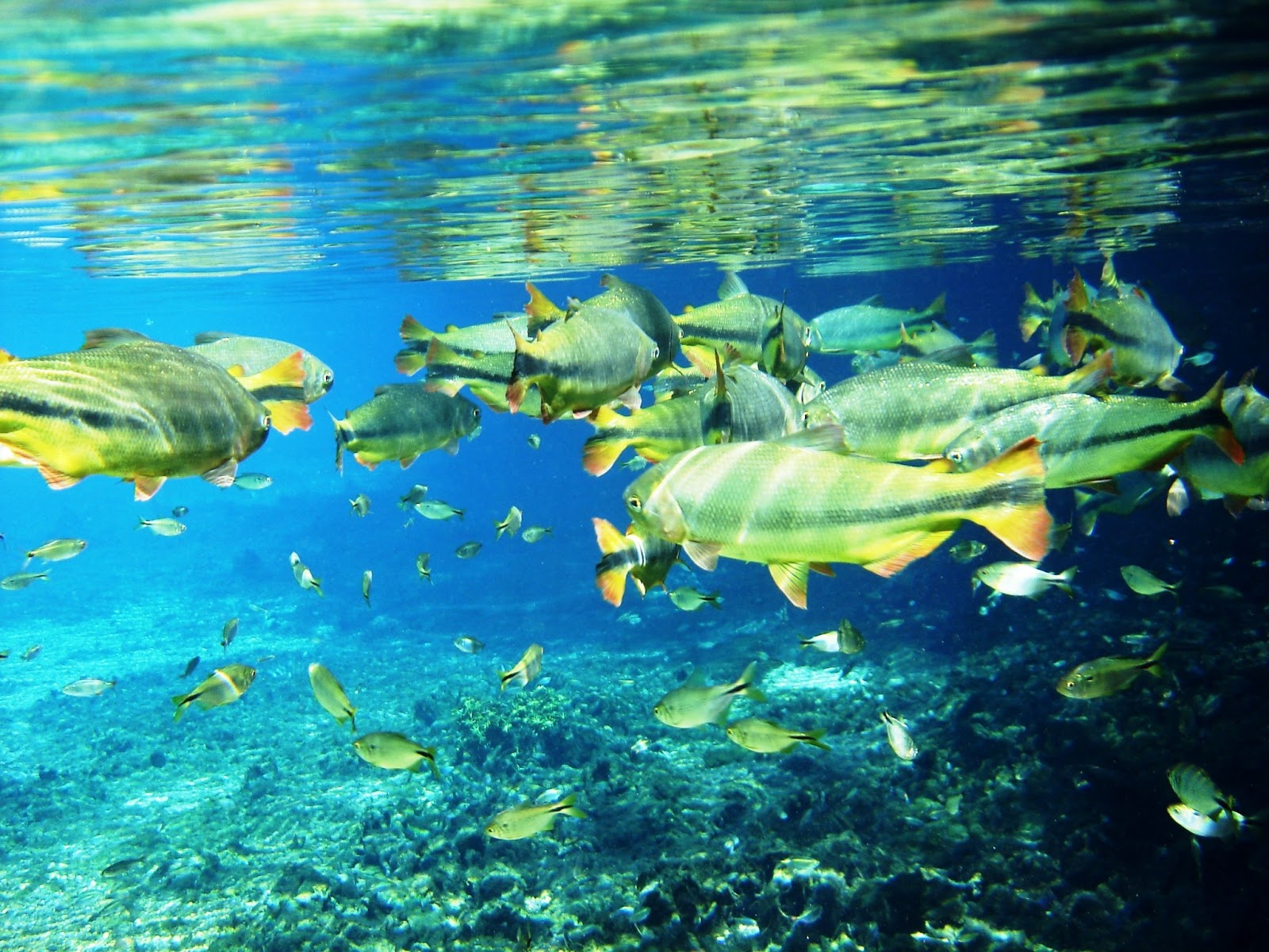 Are You Ready For Brazil? Brazil Travel Guide Blog: Great Things To Do ...