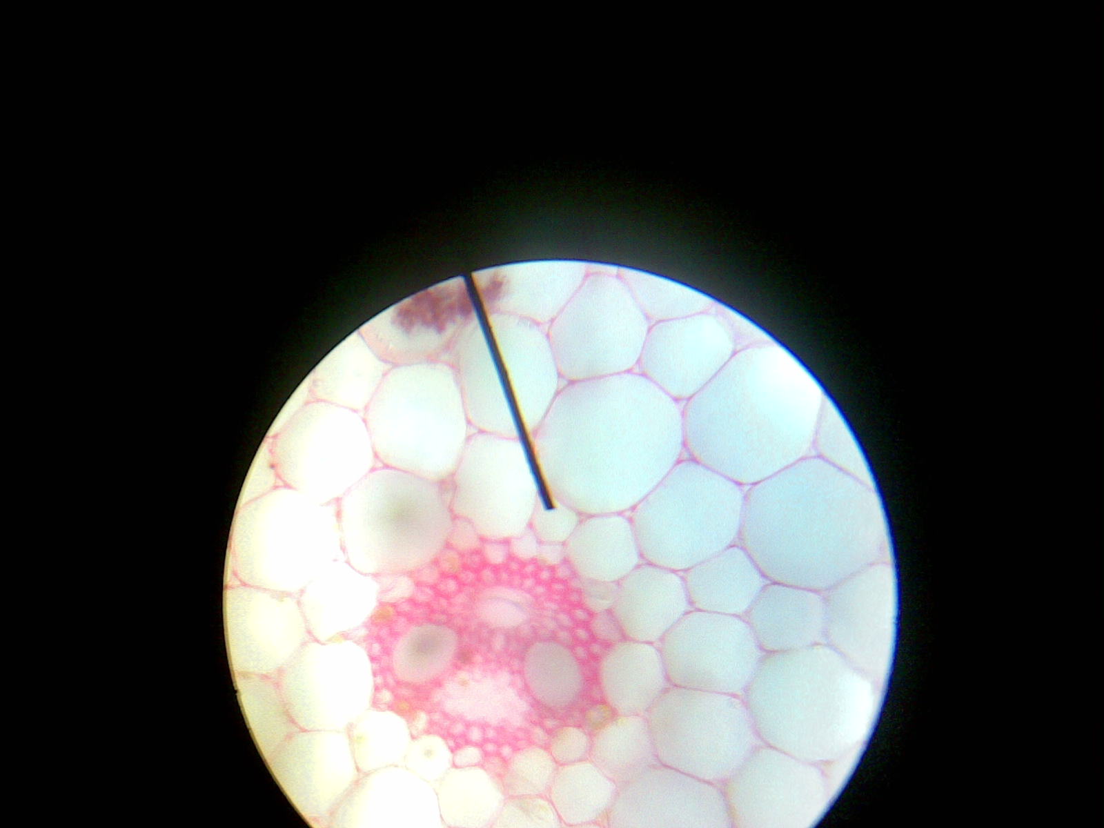 Cahaya Kehidupan: LAPORAN PRAKTIKUM ANATOMI TUMBUHAN I