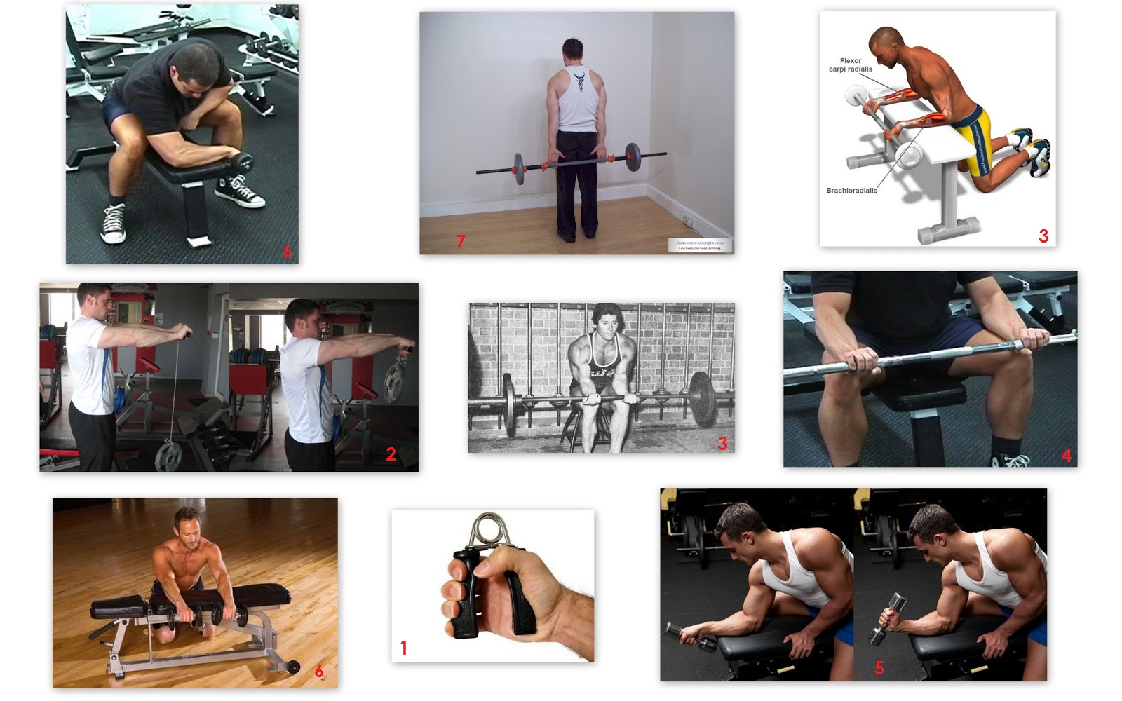 Fore-arms ~ FITNESS FREAK