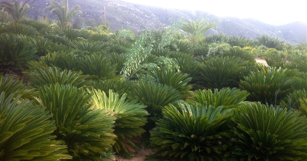 Gregory Palm Farms : Luscious Field Grown Sago Palms at the Gregory ...