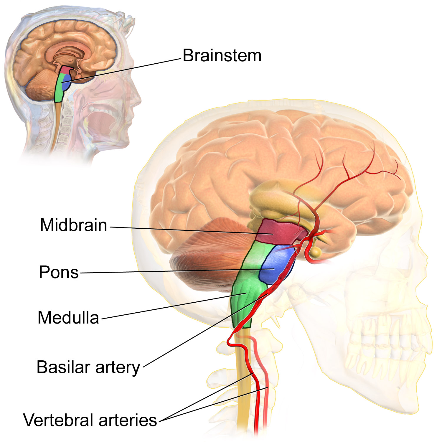 Fisio'Traveller: Anatomi Otak Manusia (Anatomy of the human brain)