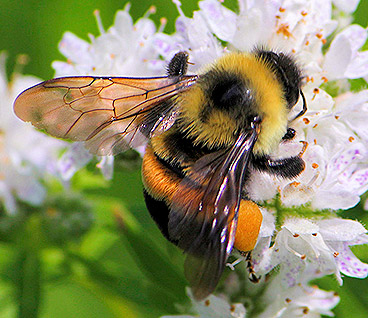 The Rural Blog: Rusty patch bumblebee added to endangered list