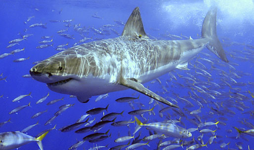 Museu Imperial - Biblioteca Rocambole: Conhecendo alguns animais - Tubarão