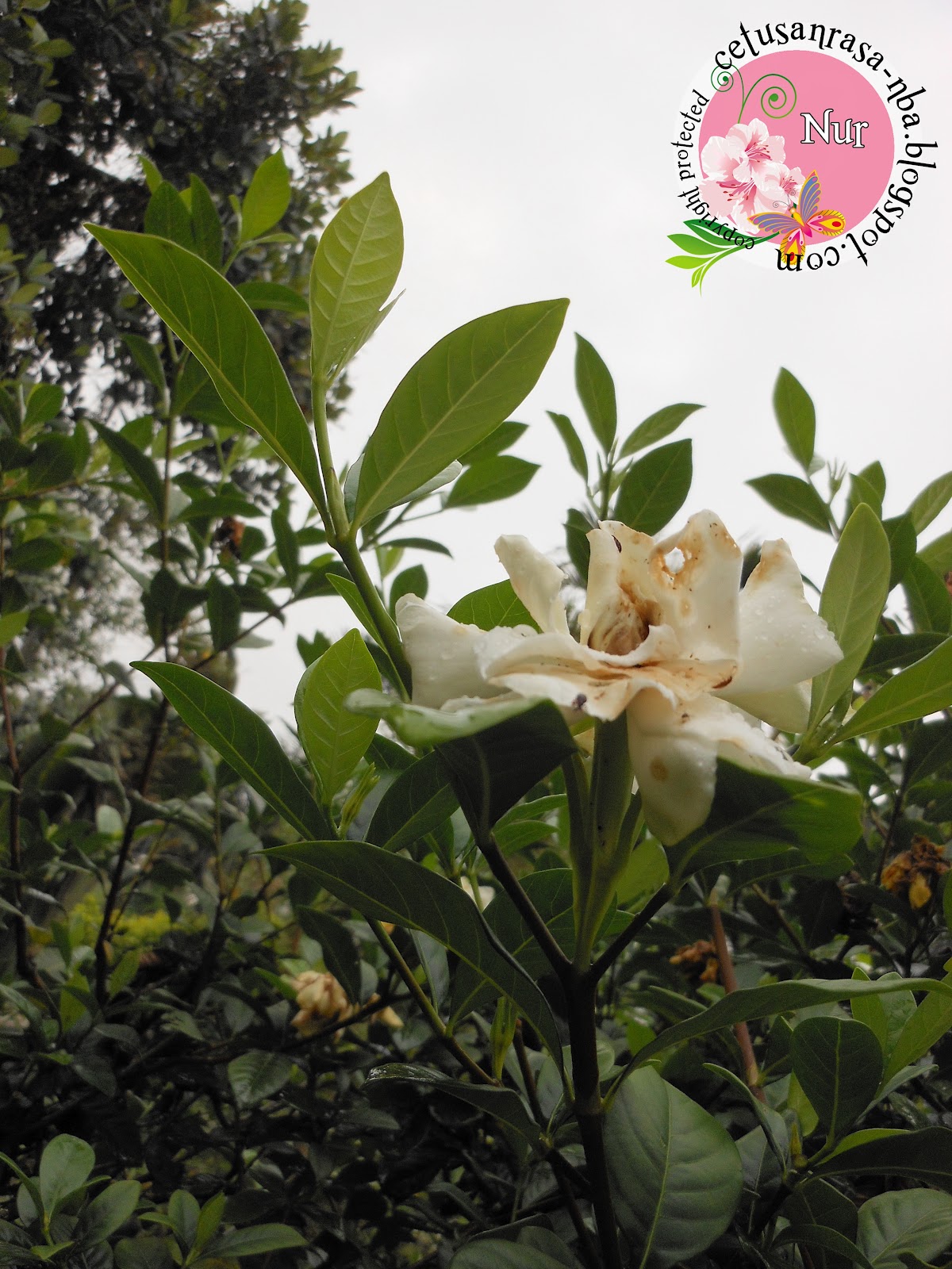 Cetusan Rasa: Bunga Cina @ Bunga Melur