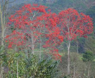 VIVERO HABITAT NATIVO: ARBOL BUCARO