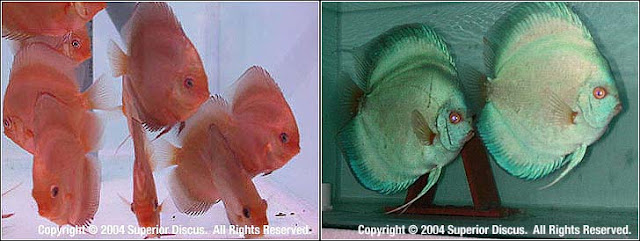 Discus: Discus Information