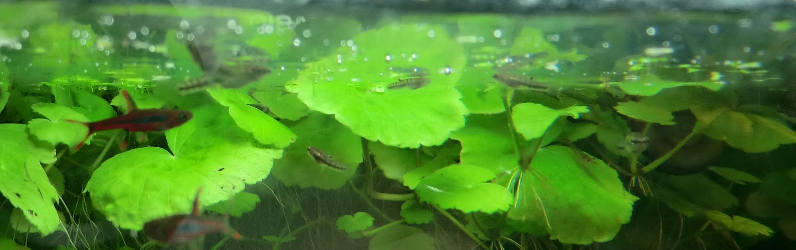 The Fishtank: Fish Spotlight: Heterandria formosa - AKA least killifish ...