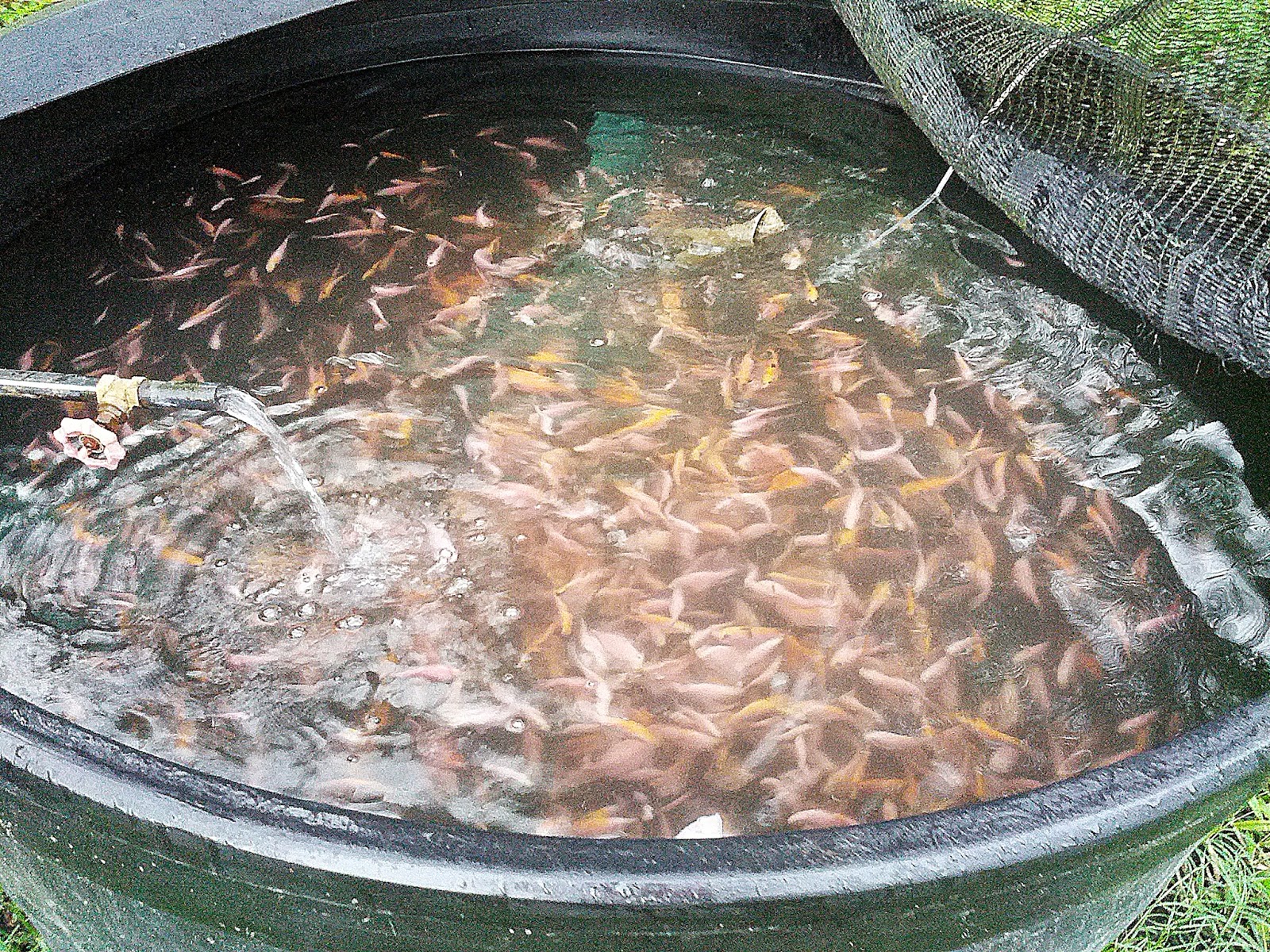 Benih Ikan Air Tawar Berkualiti: Benih Ikan Tilapia Merah