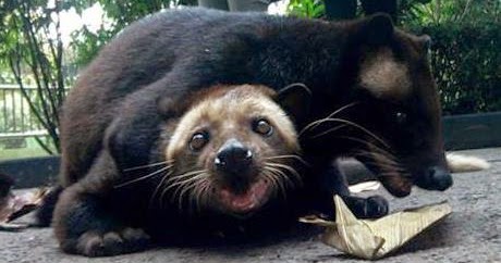 ciri musang siap kawin ~ MUSANG