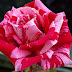Red Strip Rose