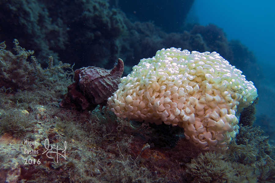 Naturaleza y Fotografía en Motril: Puesta de Busano (Hexaplex trunculus)