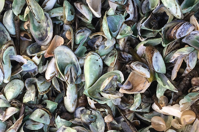 Champlain Islands' Nature: Native Freshwater Mussels