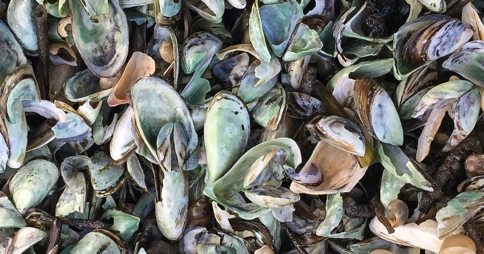 Champlain Islands' Nature: Native Freshwater Mussels