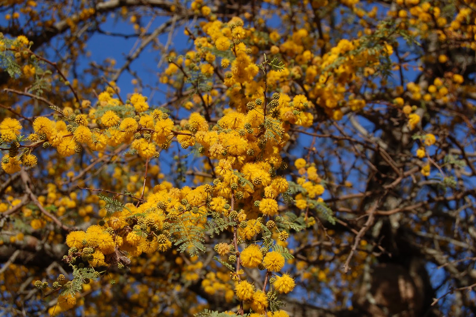 bionativa: Acacia caven (Mol.) = Espinillo