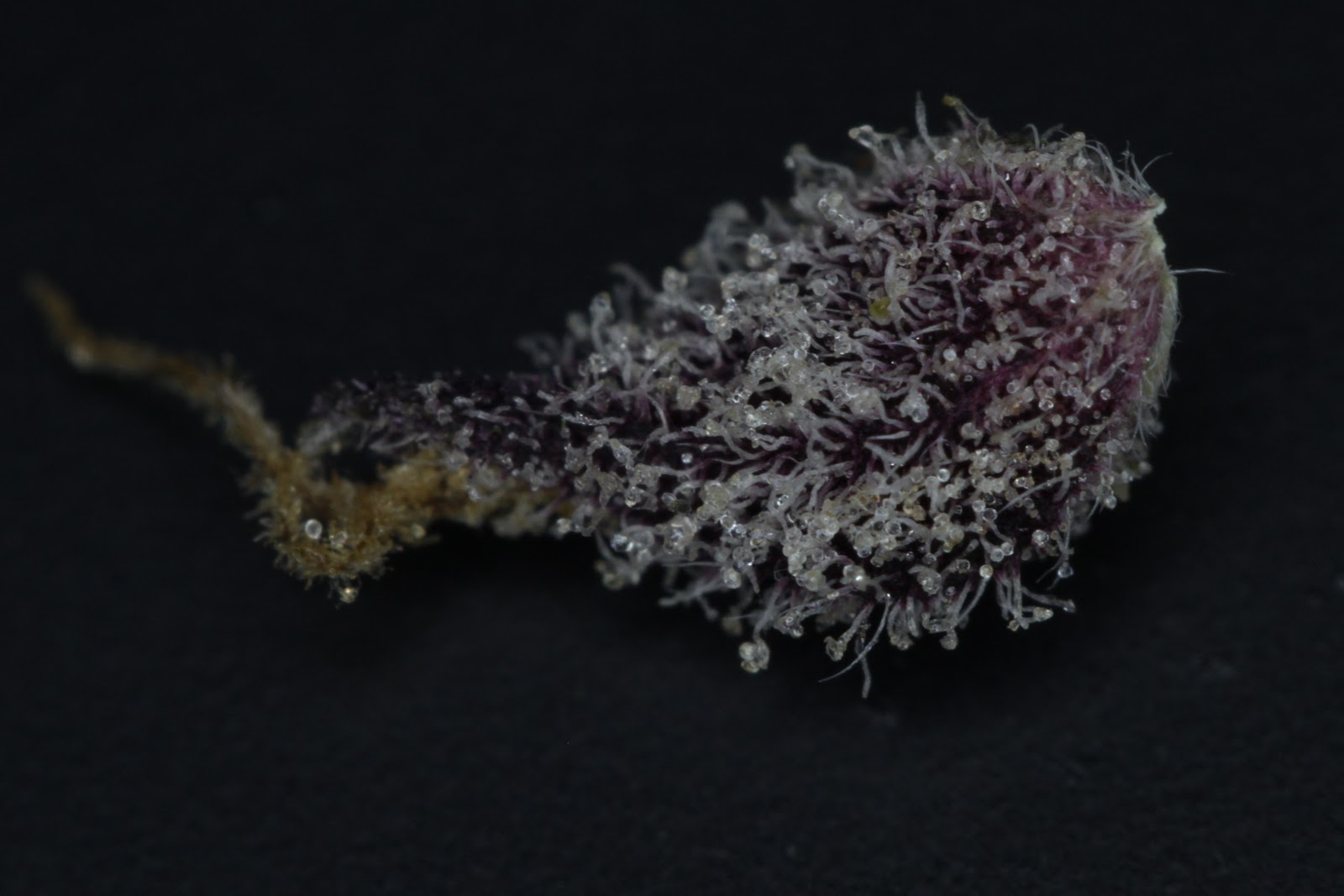King County Cannabis: Deep Purple