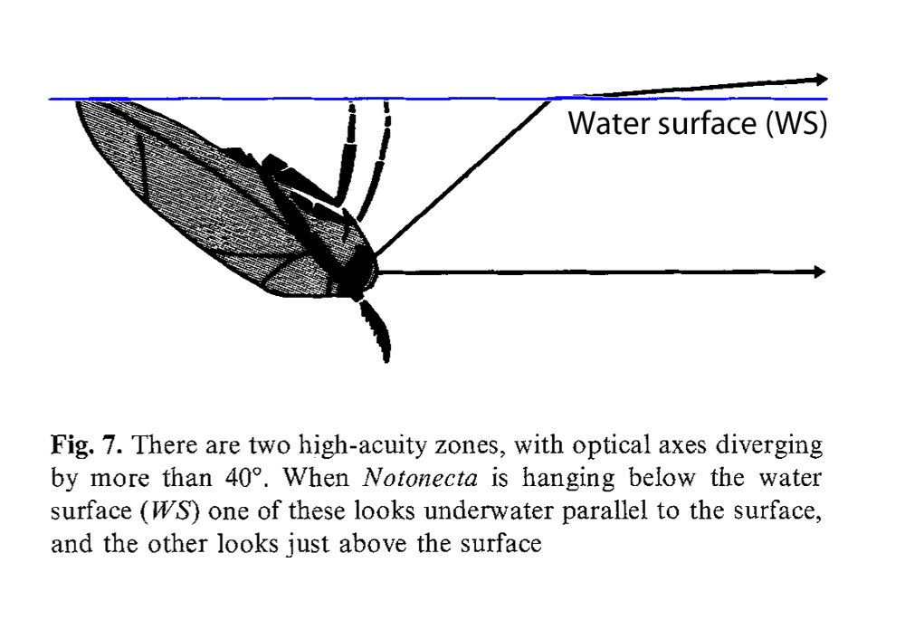 The Natural History of Bodega Head: Upside down