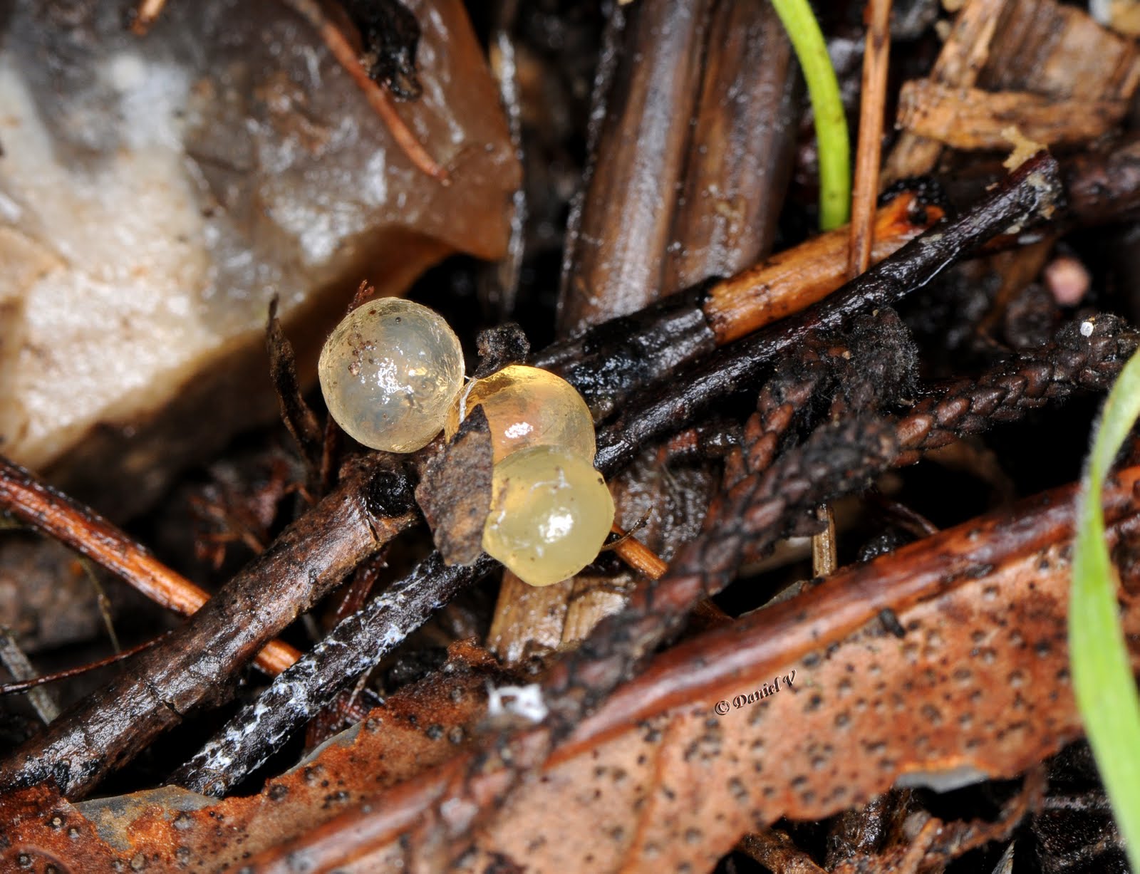 Macrophoto plaisir passion: Grosse limace jaune, Limax flavus