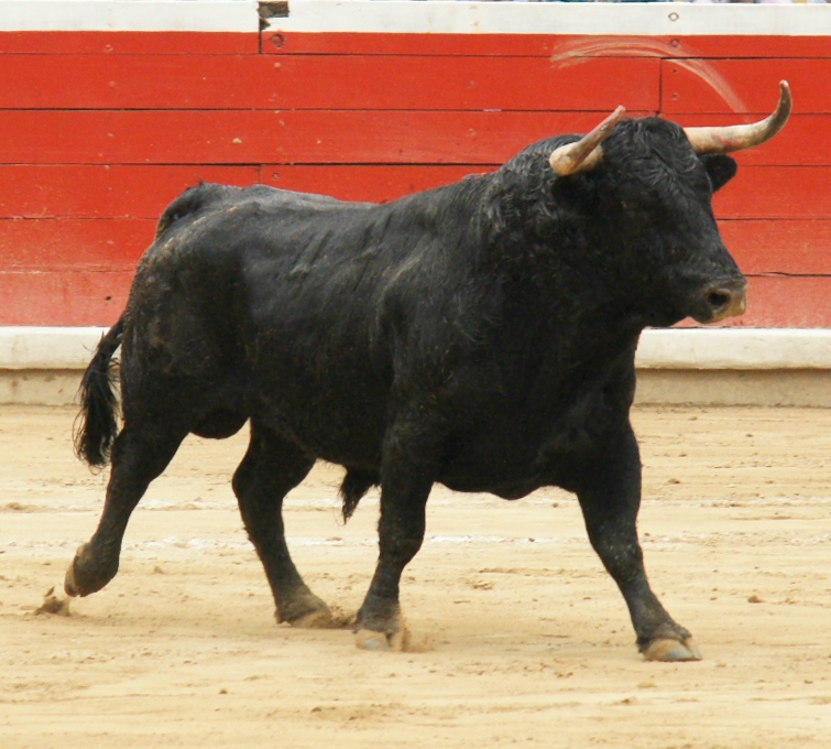 VUELTA AL RUEDO: ¿Toro bravo o animal de granja?
