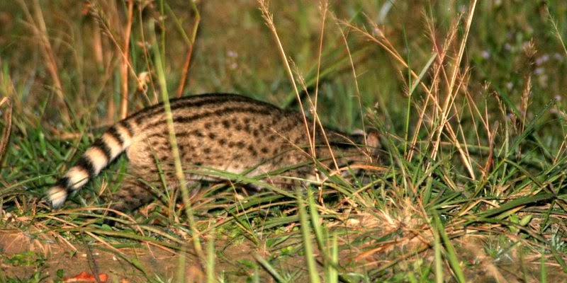 Ragam Hewan Dunia: Musang Rase