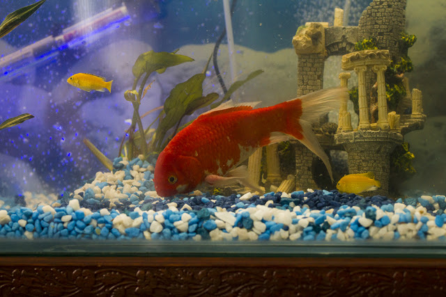 MY FISH TANK STORY