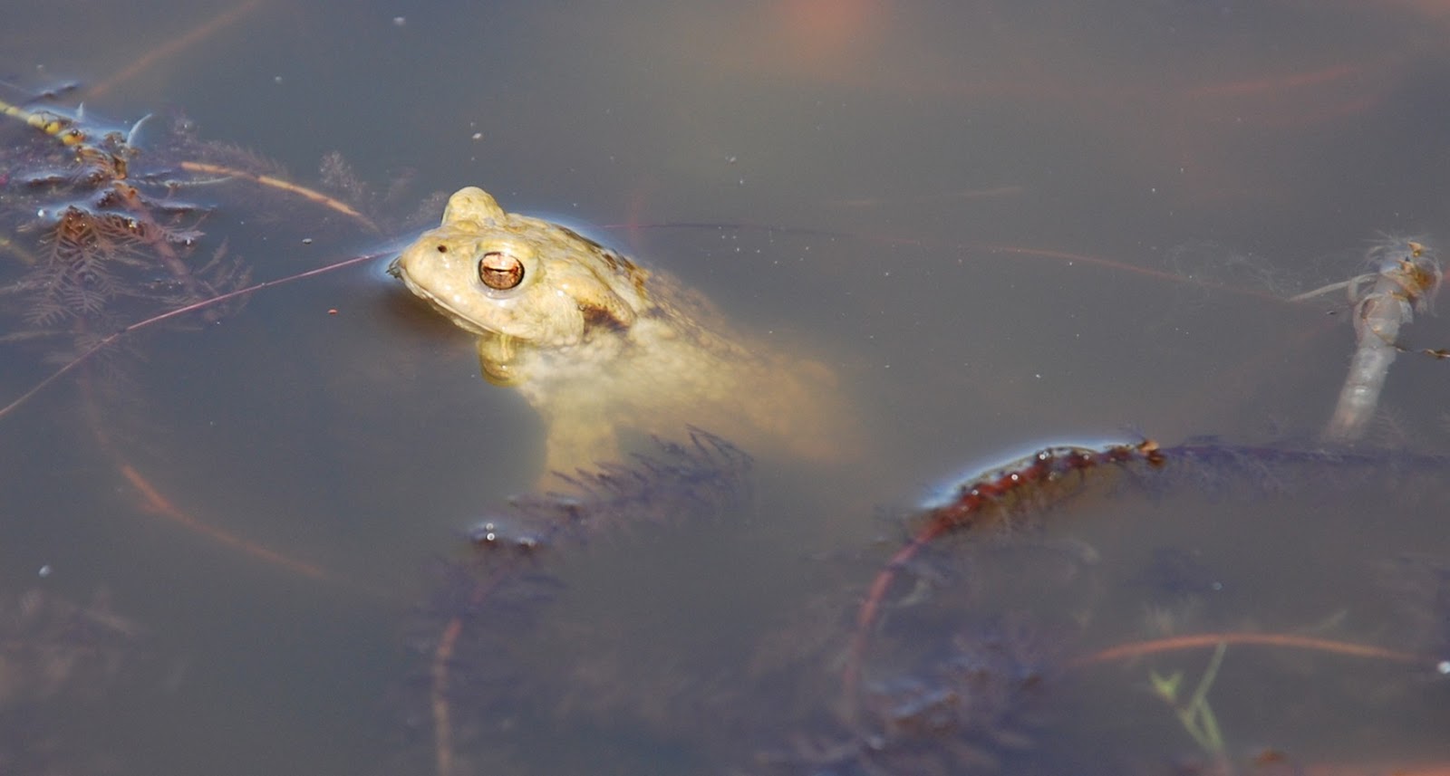 biodiversité dans notre jardin: les crapauds de la mare