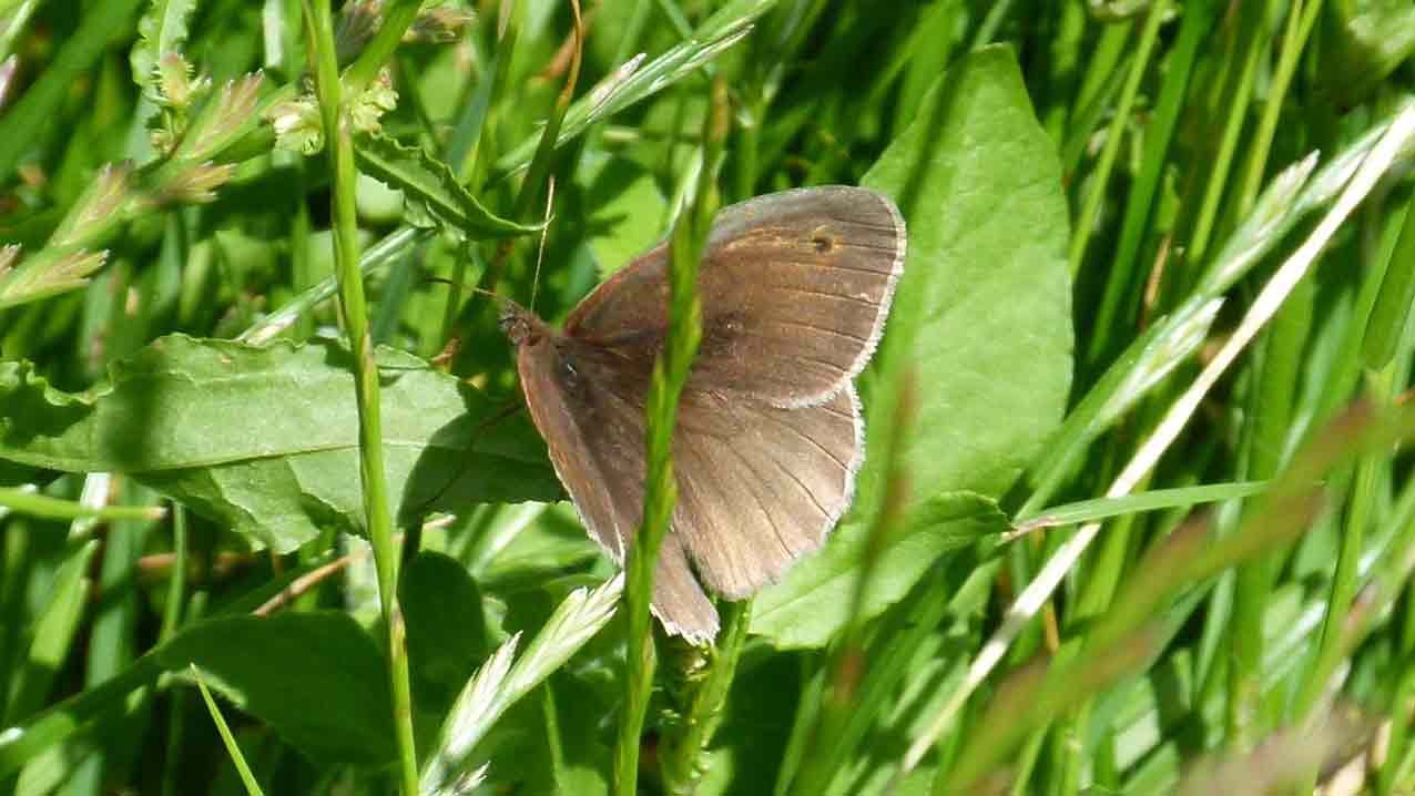 Faune Flore d'Ul: Papillon : Le Myrtil (Maniola jurtina)