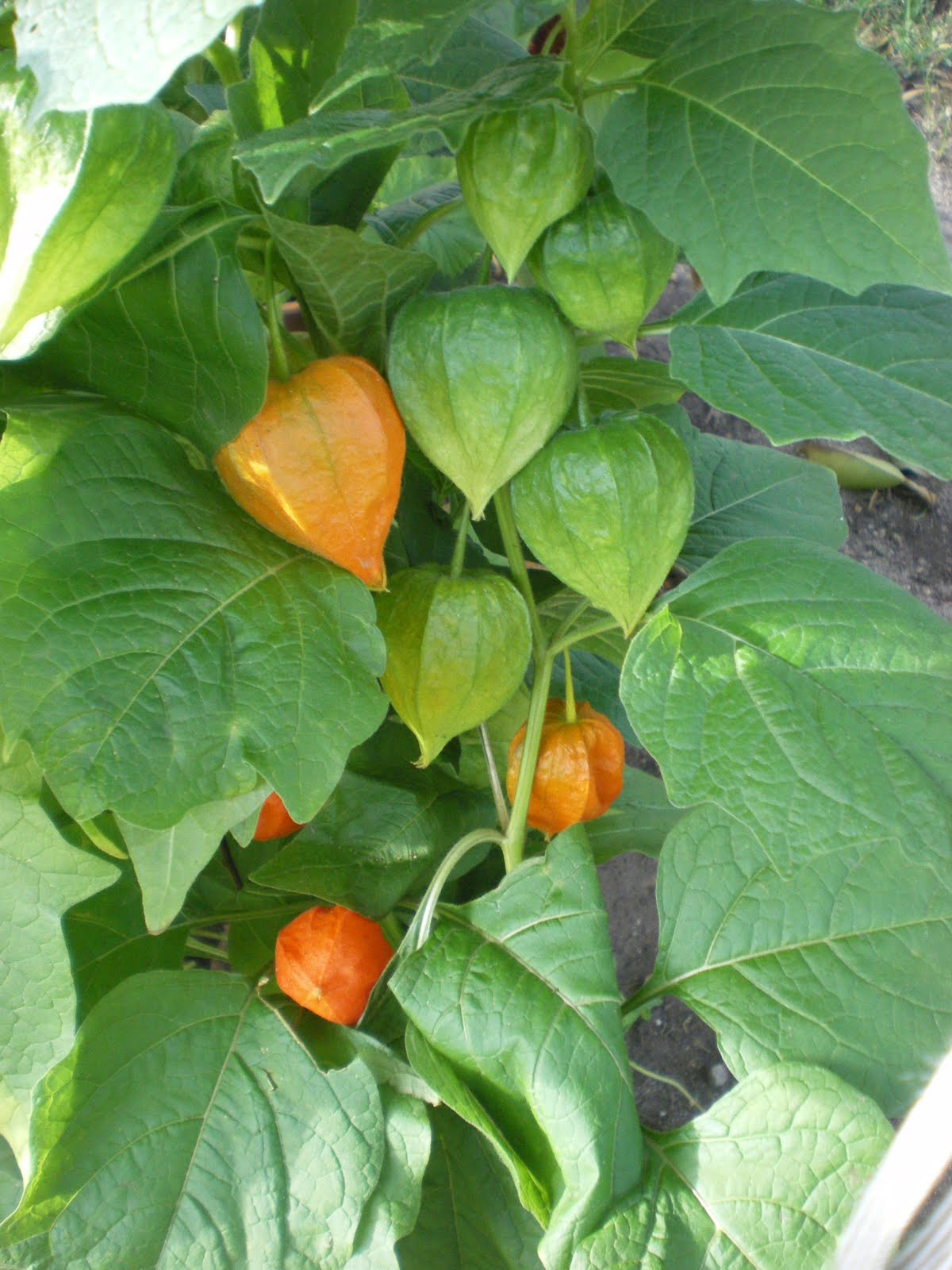 HORTA À PORTA: PHYSALIS (FISALIS)