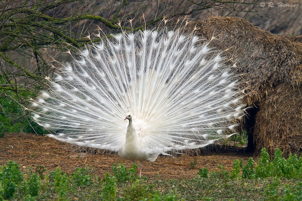 Fotosricardo H Pavo Real Iii Indian Peafowl Or Blue Peafowl Iii