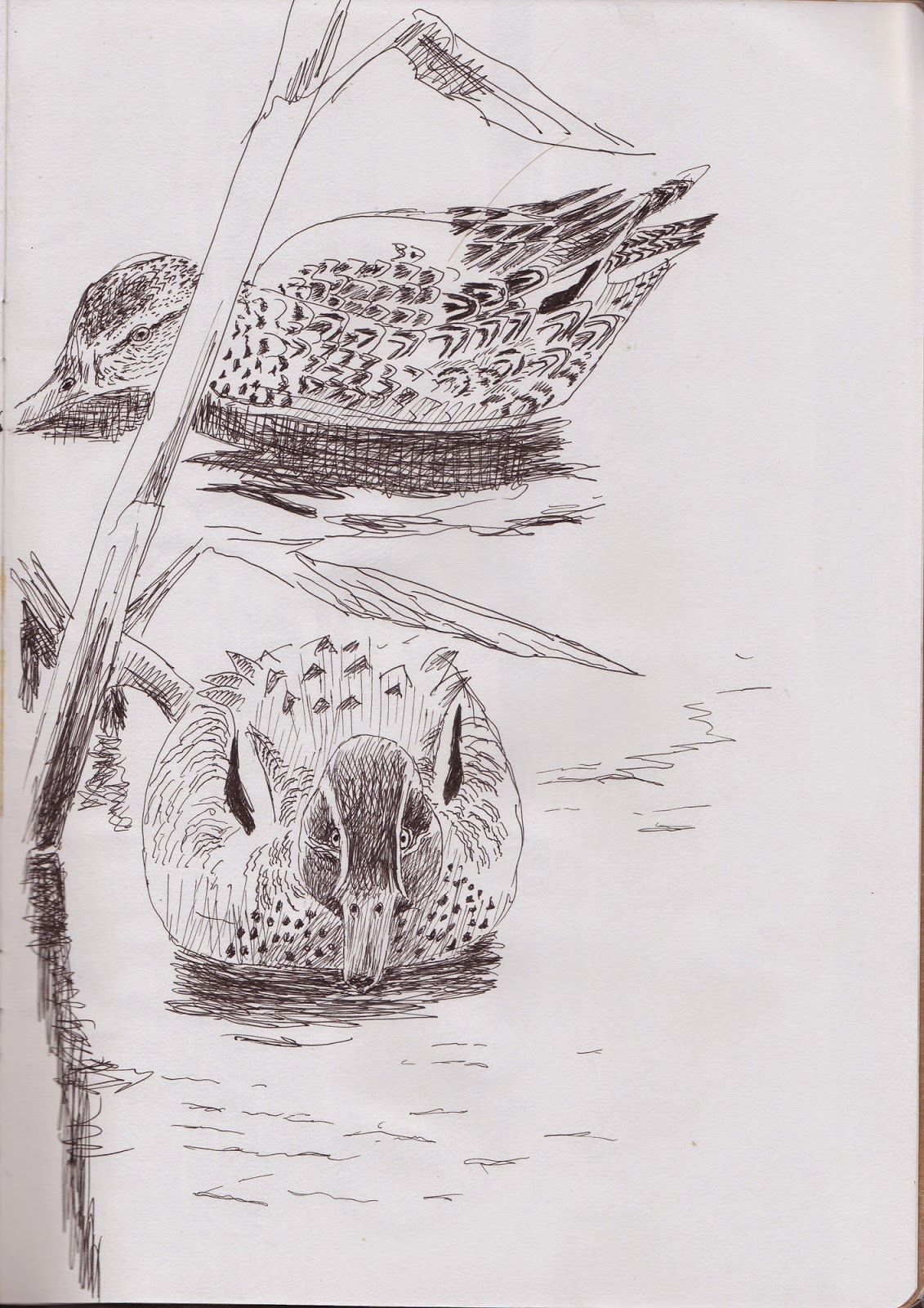 Sketches from the field: All day drawing from a hide