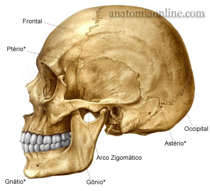 BIOFLAGRANTES*: OSTEOLOGIA HUMANA COMPLETA