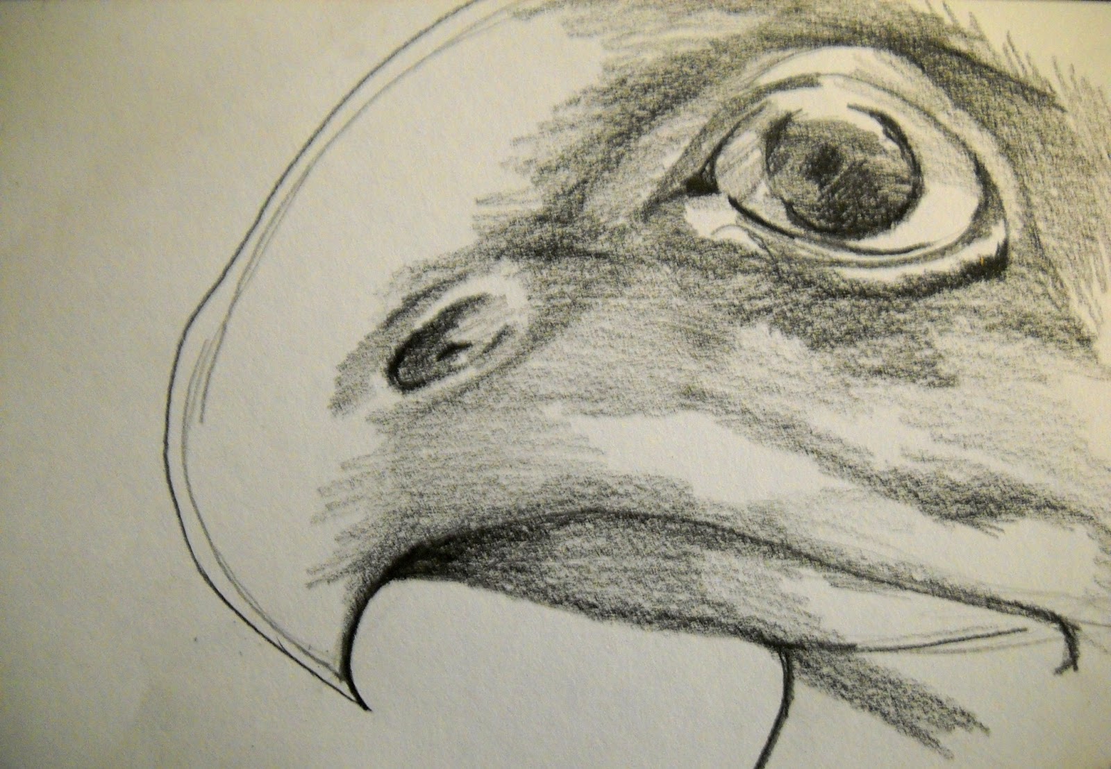 Inventing Trees: Bird Beaks Devolution (progression drawing 2013)